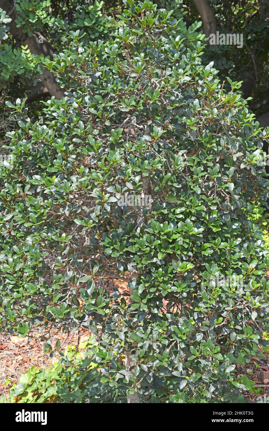 Myrsinaceae hi-res stock photography and images - Alamy