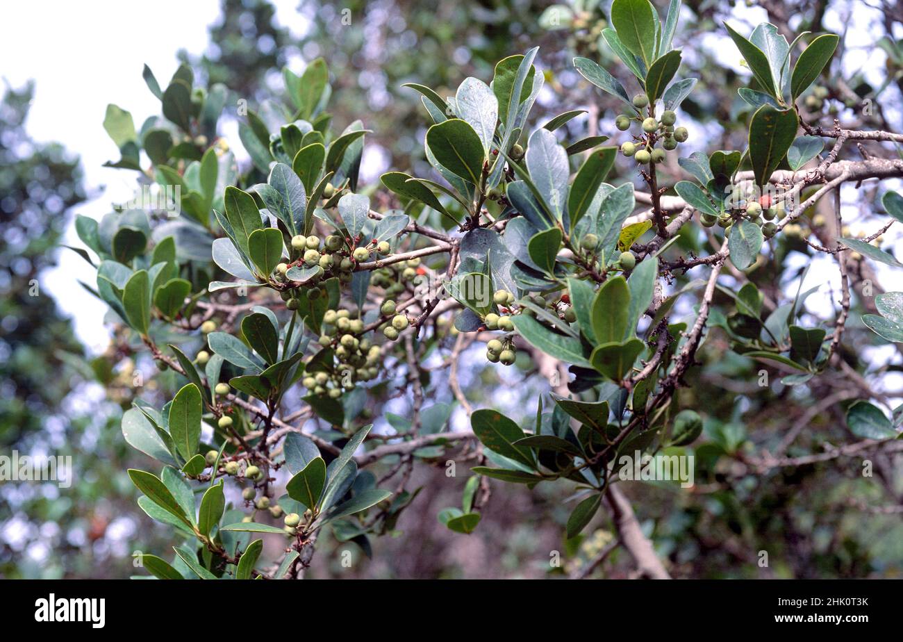 Myrsinaceae hi-res stock photography and images - Alamy