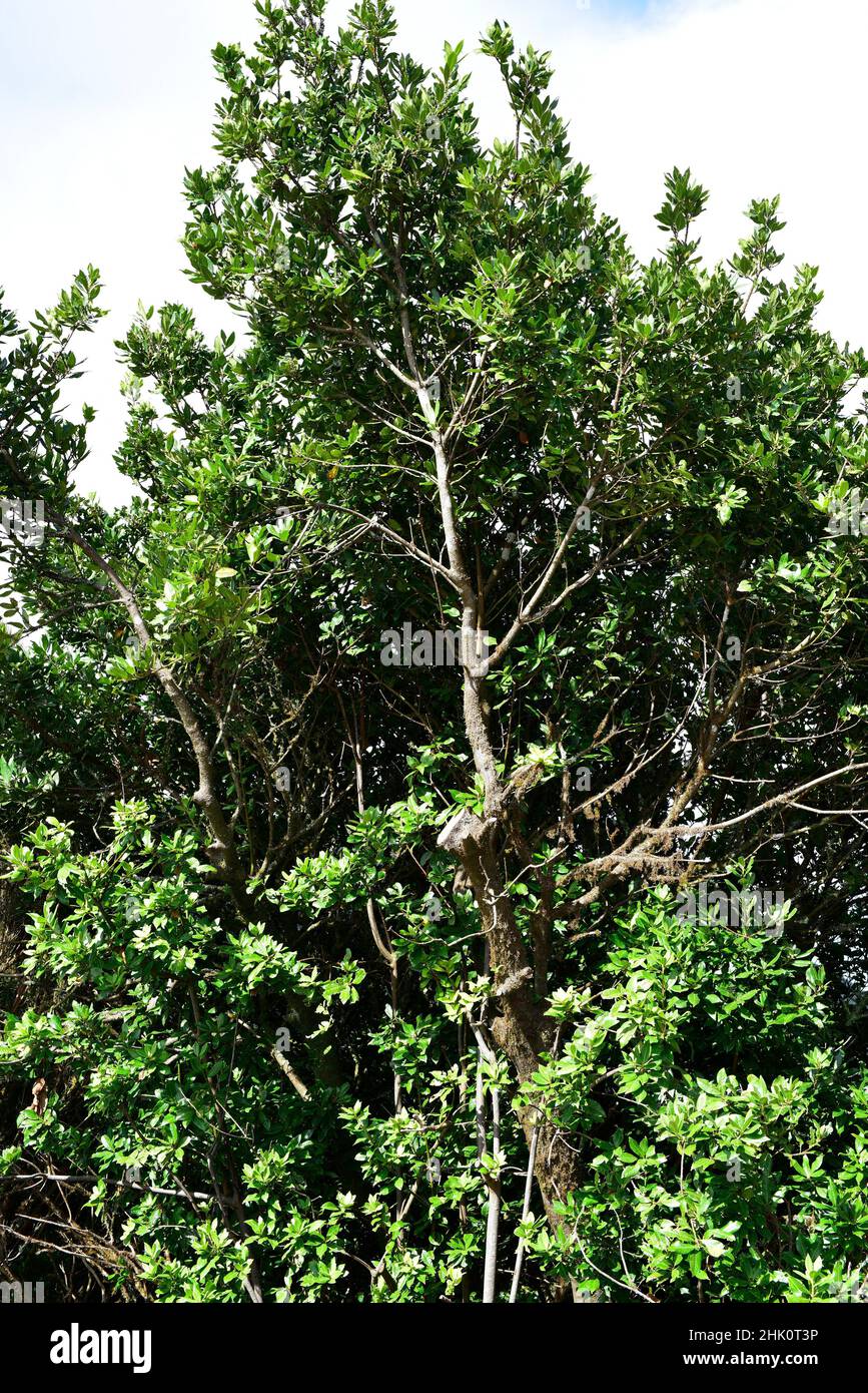 Loro hi-res stock photography and images - Alamy