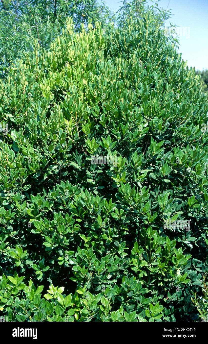 Small evergreen tree hi-res stock photography and images - Alamy