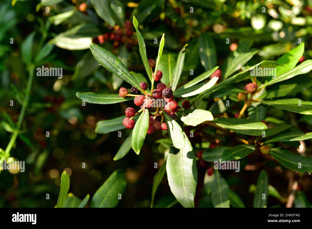 Myricaceae hi-res stock photography and images - Alamy