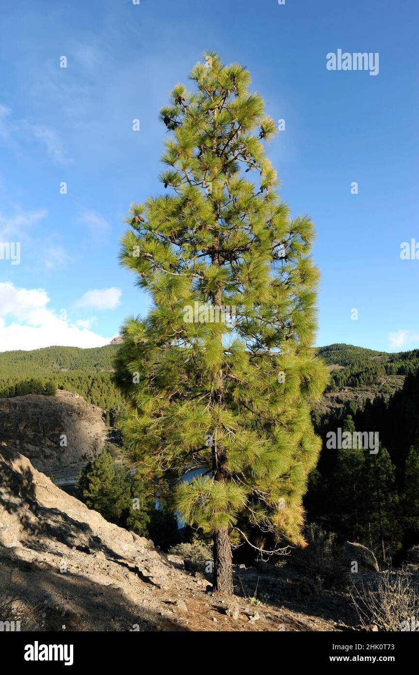 Pino canario pinus canariensis hi-res stock photography and images - Alamy