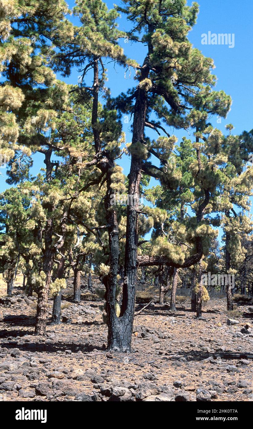 Pino canario pinus canariensis hi-res stock photography and images - Alamy