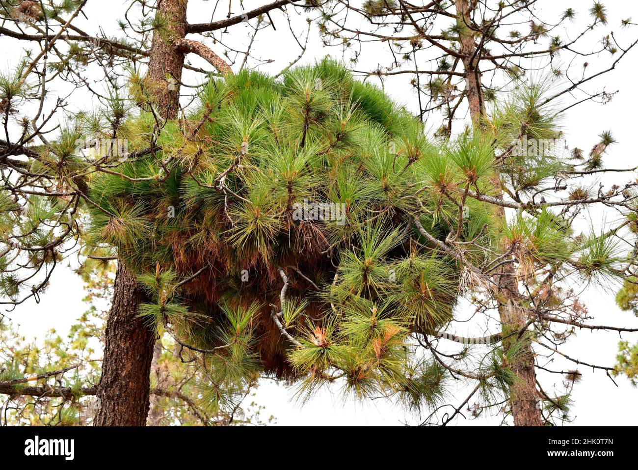 One one tree hi-res stock photography and images - Alamy