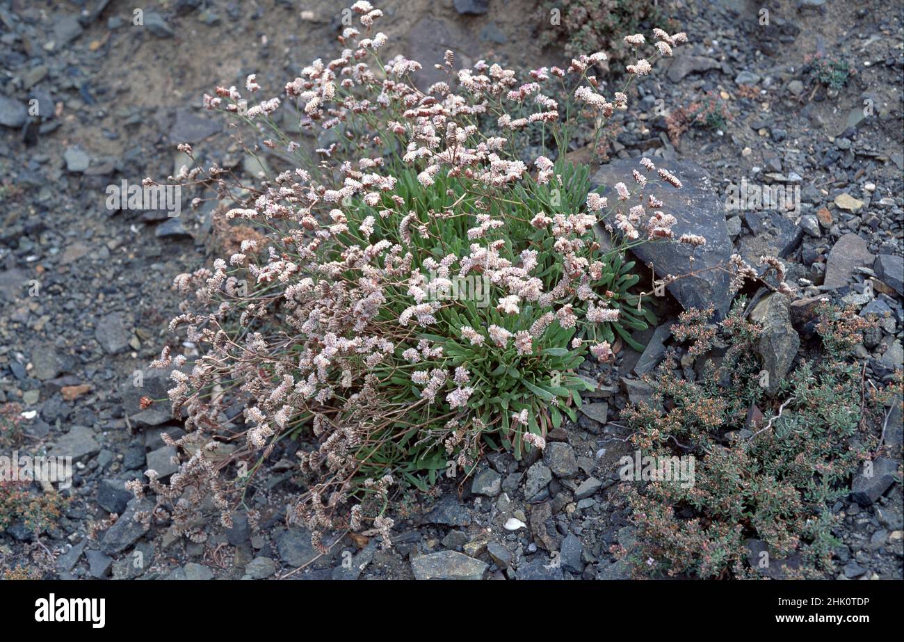 Siempreviva de mar hi-res stock photography and images - Alamy