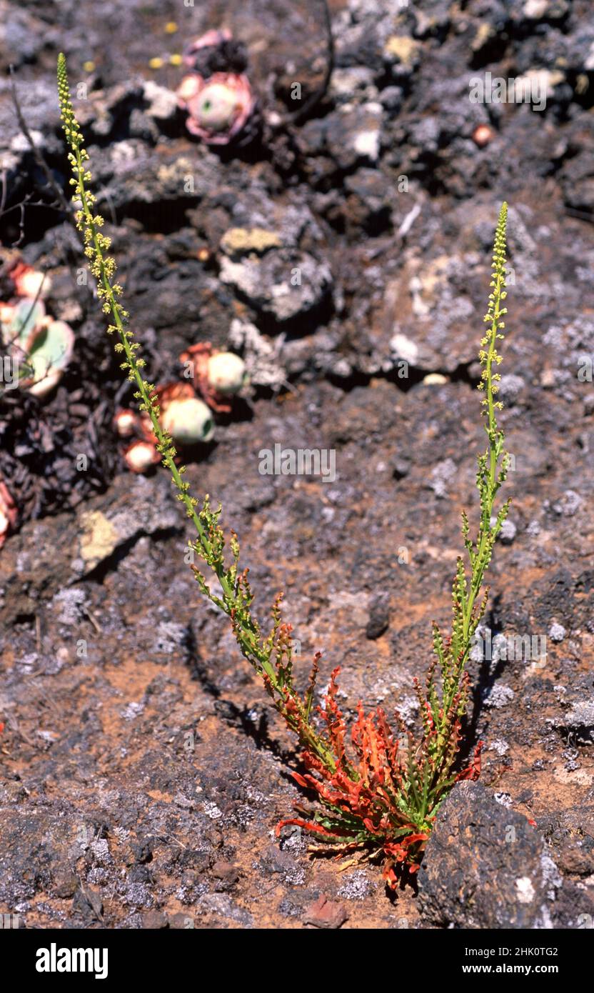 Reseda luteola dye hi-res stock photography and images - Alamy
