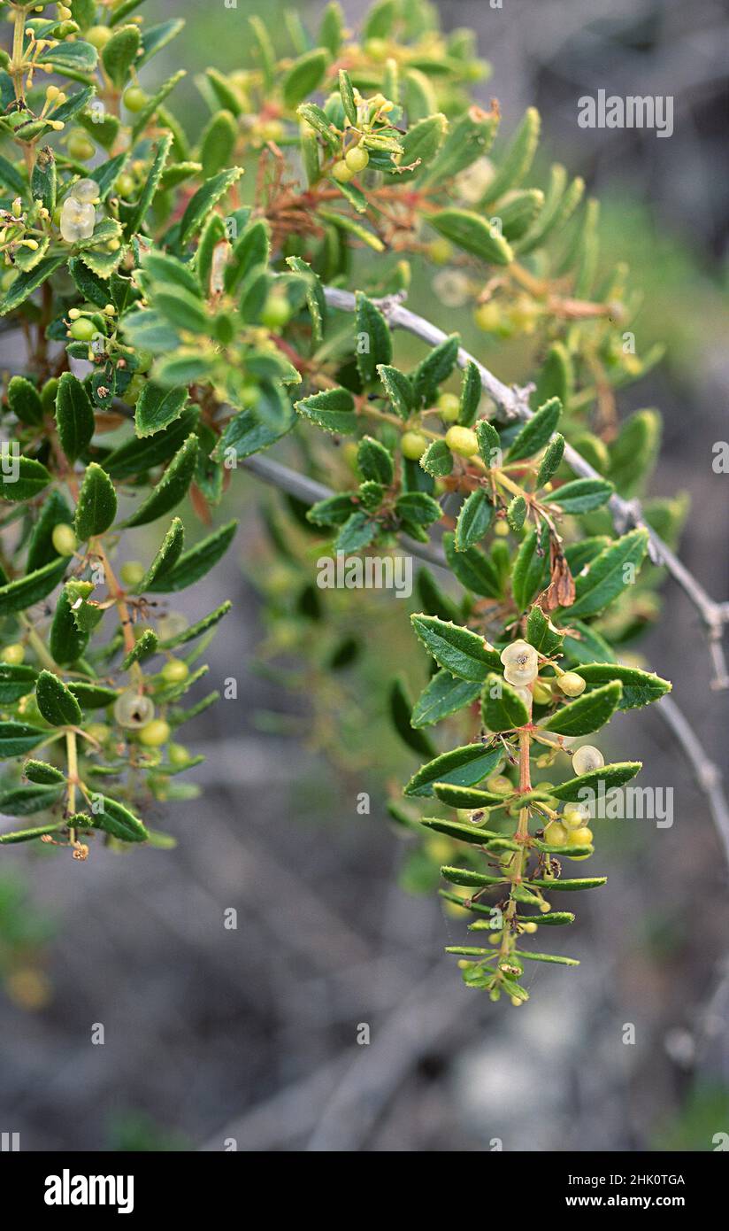 Macaronesia savage islands hi-res stock photography and images - Alamy