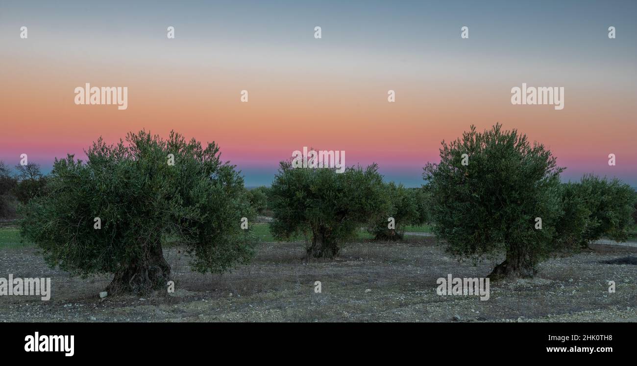 A field of cultivated olive oil trees during sunset in Spain. the trees ...