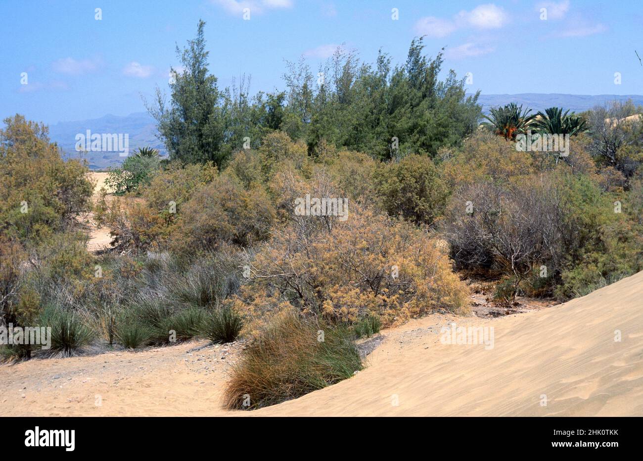 Tamarix tree hi-res stock photography and images - Alamy