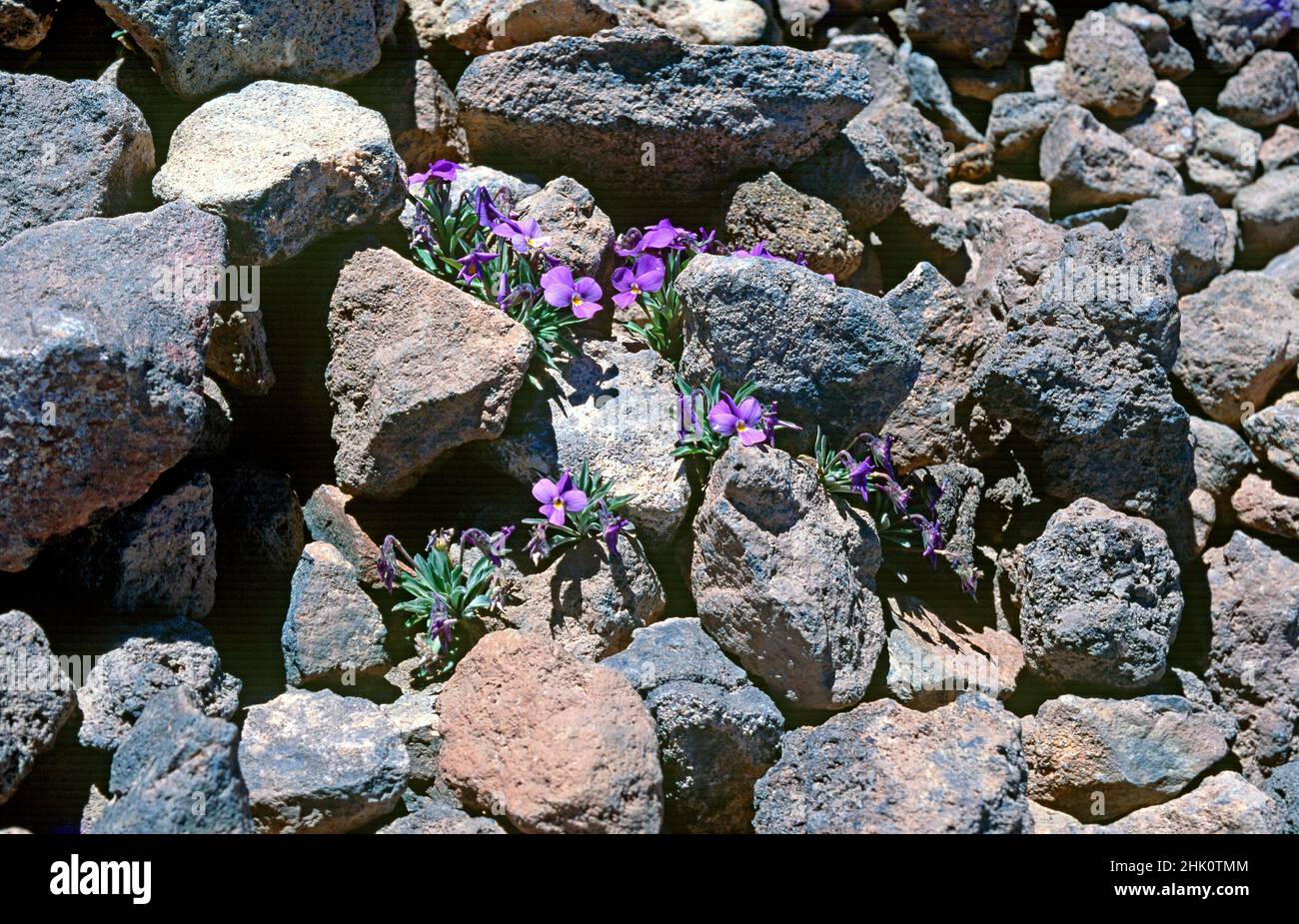Violeta del teide hi-res stock photography and images - Alamy