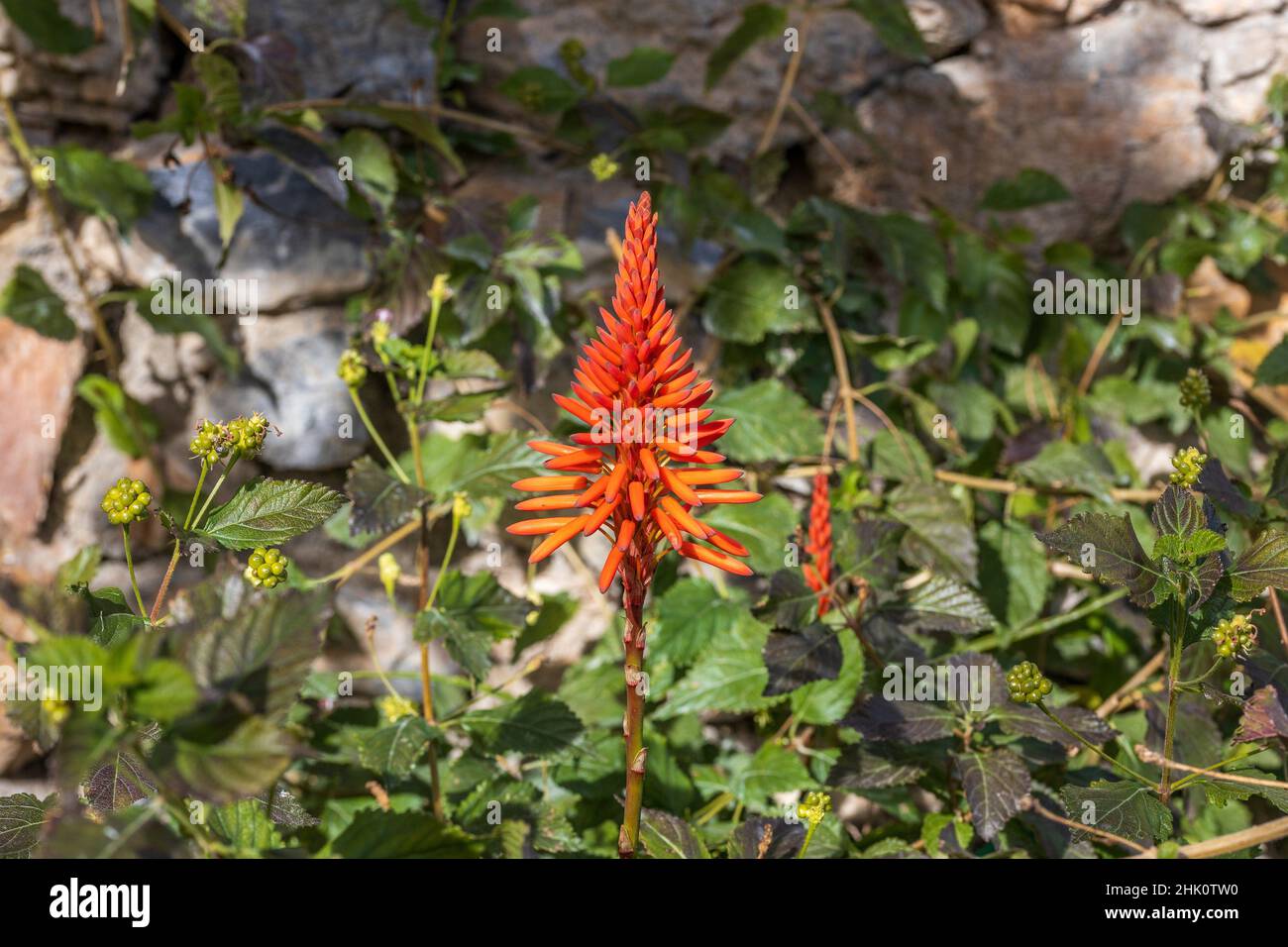 Torch aloe hi-res stock photography and images - Alamy