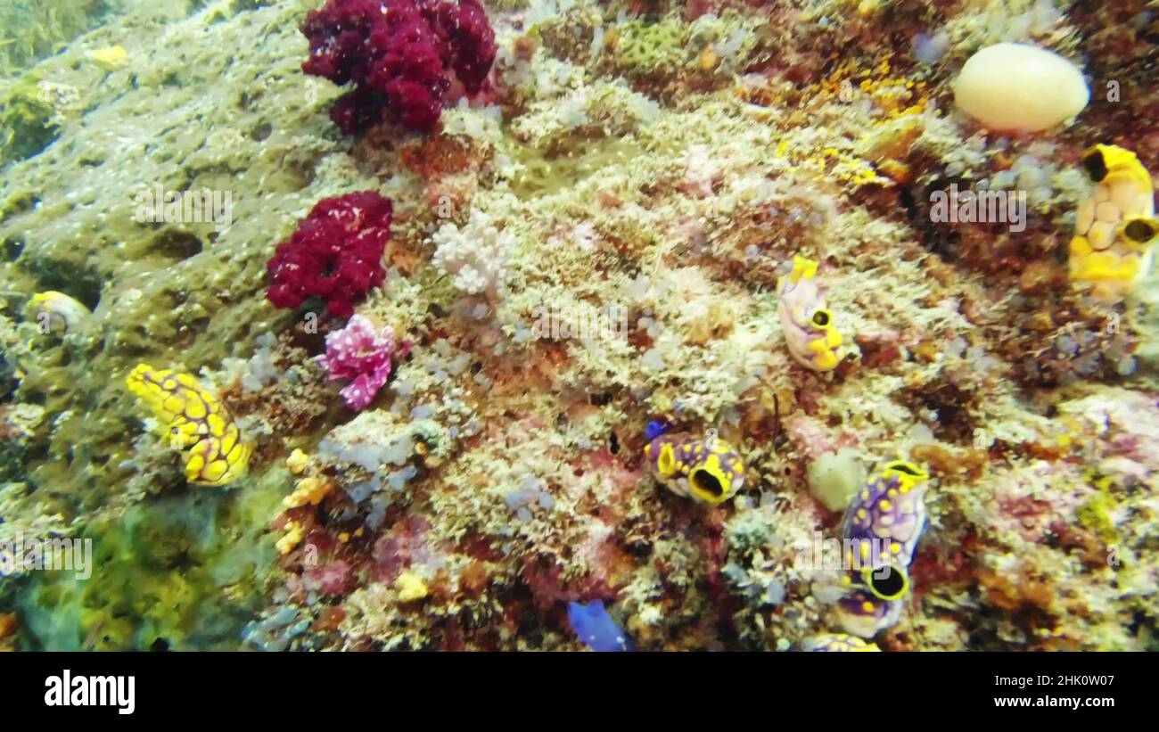 Everything wonderful harbors deep down in the ocean Stock Photo - Alamy