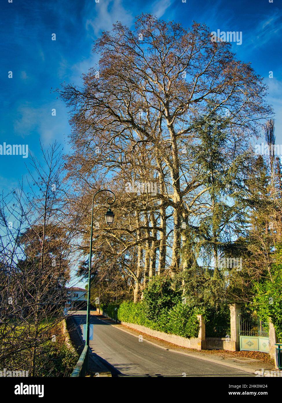 row of downy oak, Quercus pubescens, trees, Eymet, Dordogne Department ...