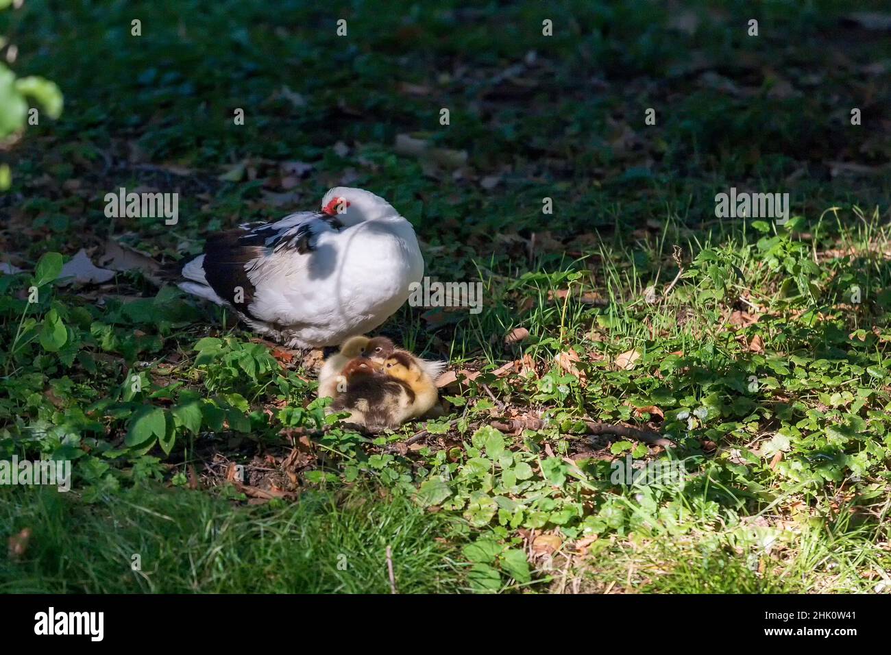 Small fluffy duck chicks hi-res stock photography and images - Alamy