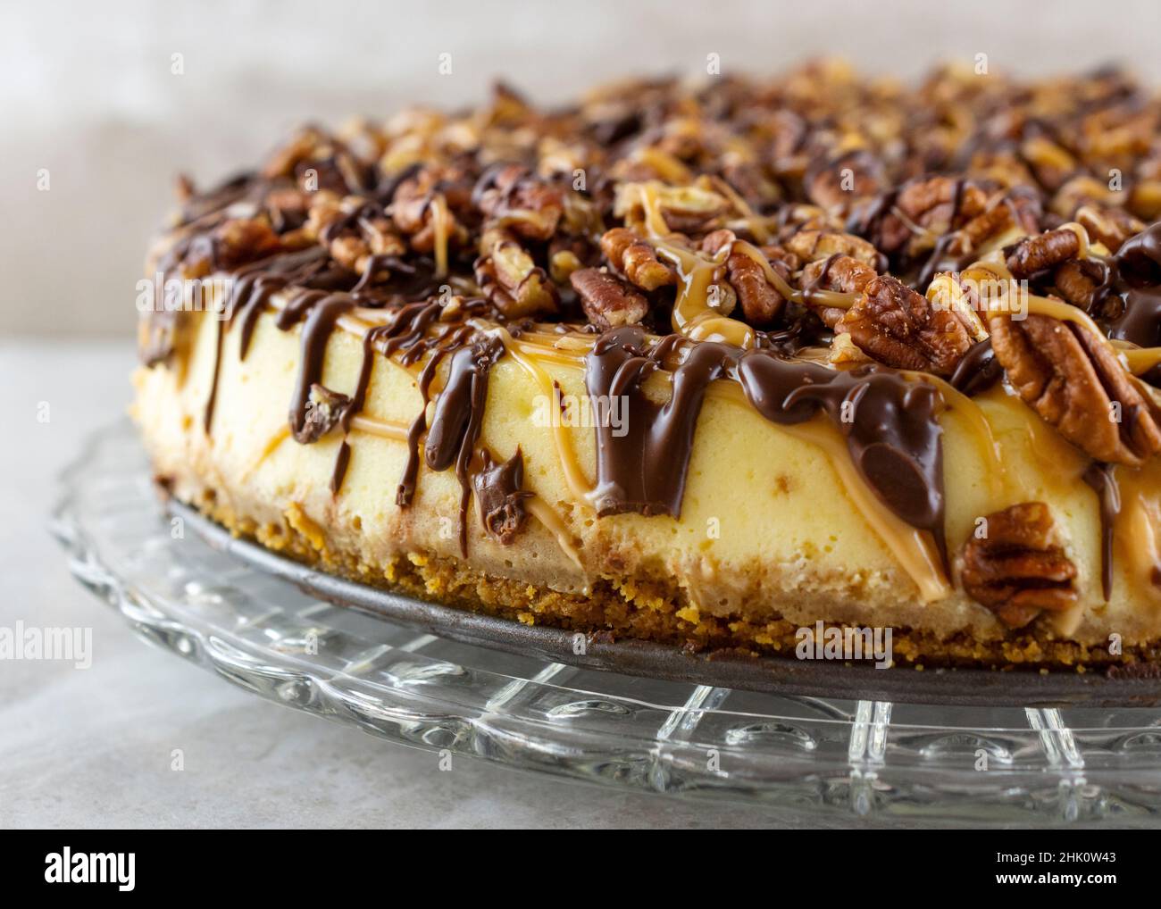 Side view of a Turtle cheesecake cropped in landscape format Stock ...
