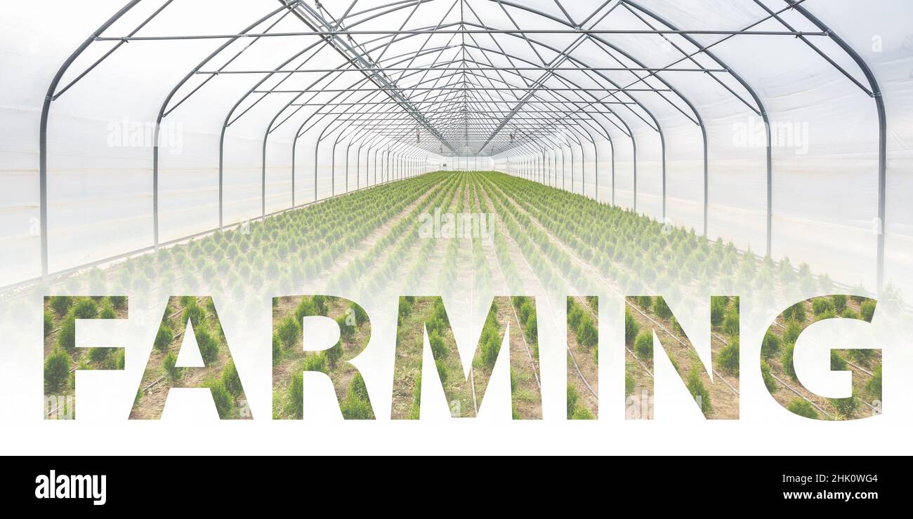 rows of young conifers in greenhouse with a lot of plants on plantation ...