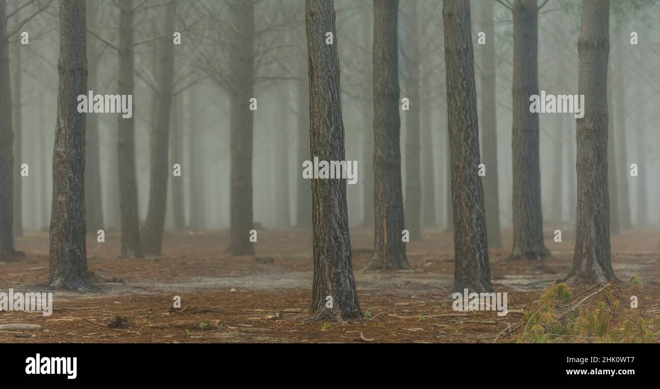 Mist scene hi-res stock photography and images - Alamy