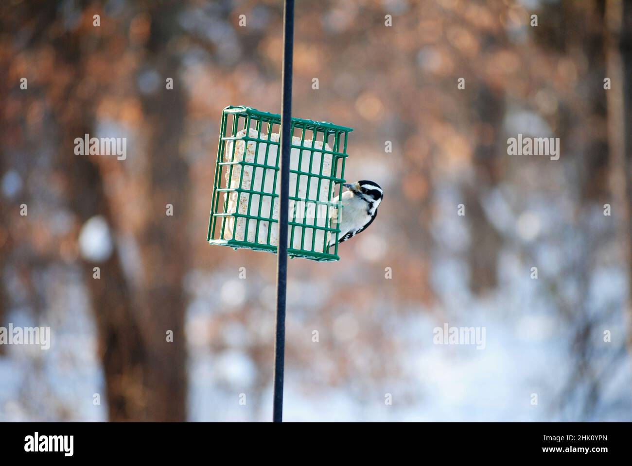 Common feeds in winter hi-res stock photography and images - Alamy