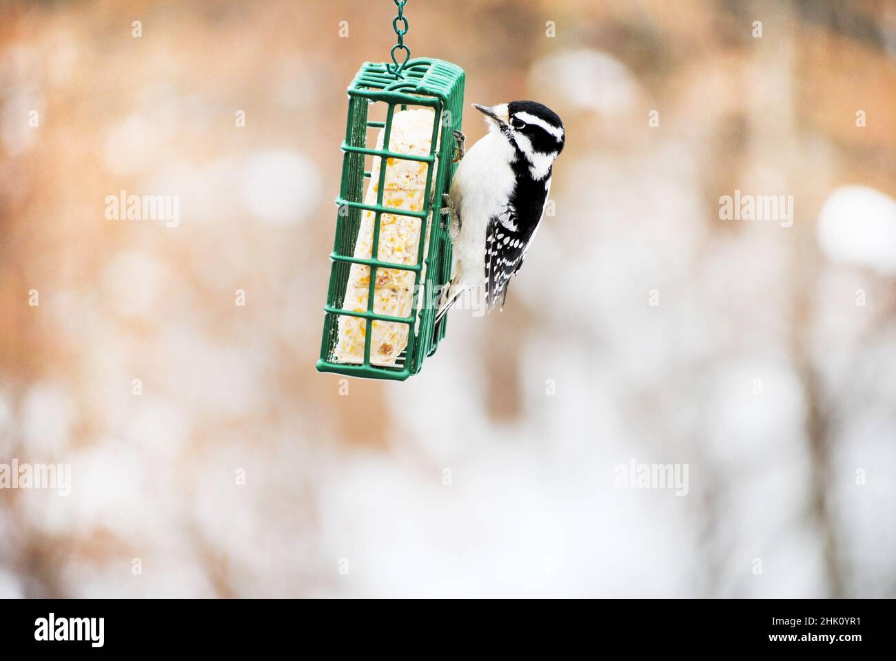 Common feeds in winter hi-res stock photography and images - Alamy
