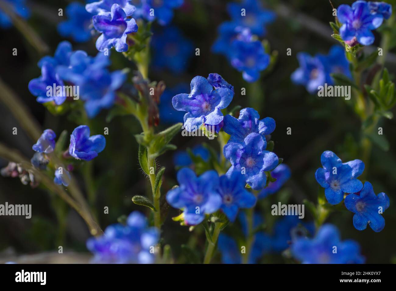 Gromwell plant hi-res stock photography and images - Alamy