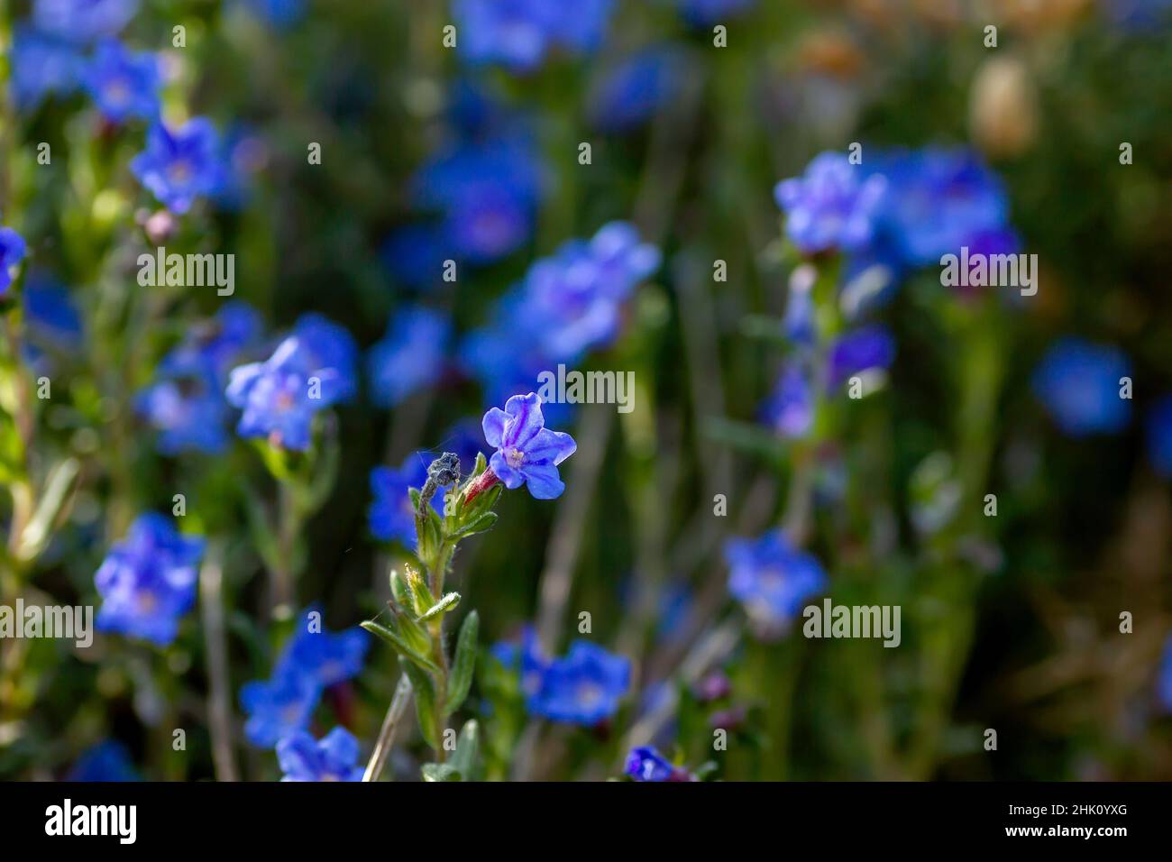 Creeping gromwell (Glandora prostrata) blue-purplish flowers Stock ...