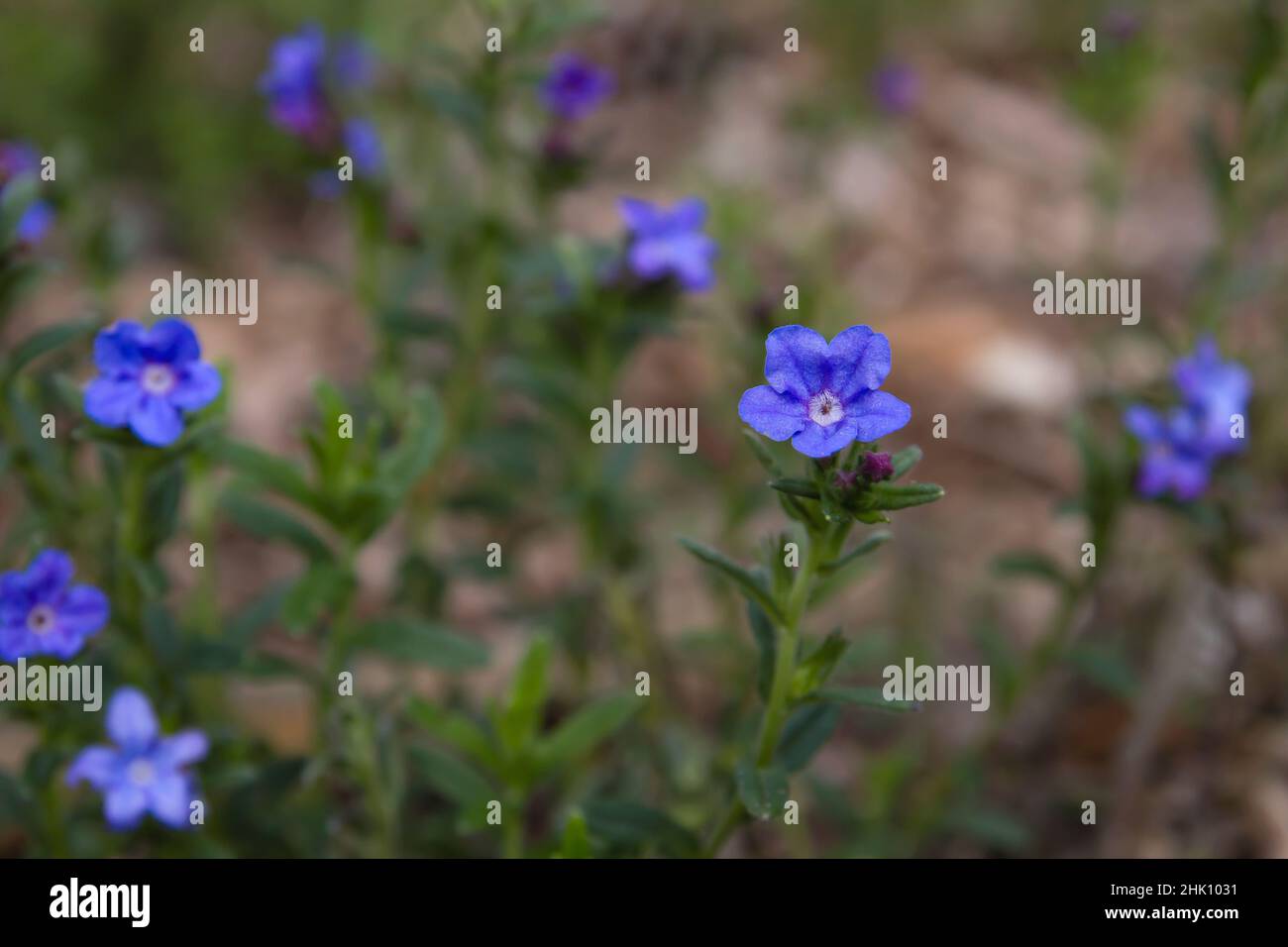 Creeping gromwell (Glandora prostrata) blue-purplish flower Stock Photo ...