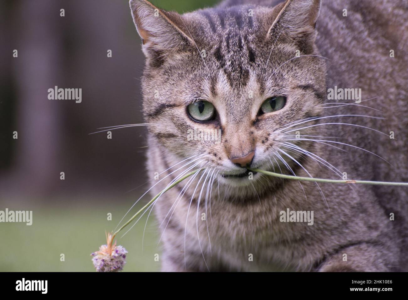 Young detailed shot grey hi-res stock photography and images - Alamy