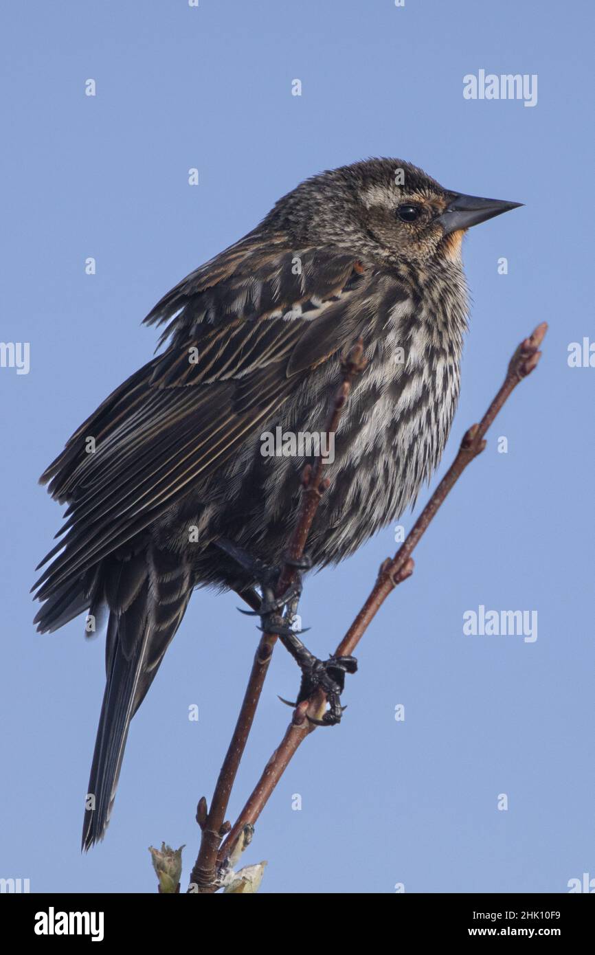 A portrait of a songbird perched on a twig in the wild Stock Photo - Alamy