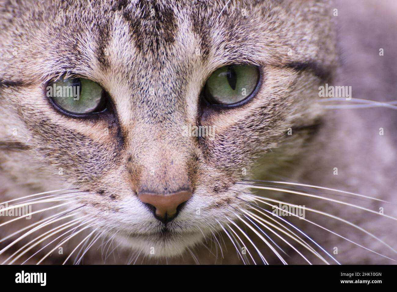 Young detailed shot grey hi-res stock photography and images - Alamy