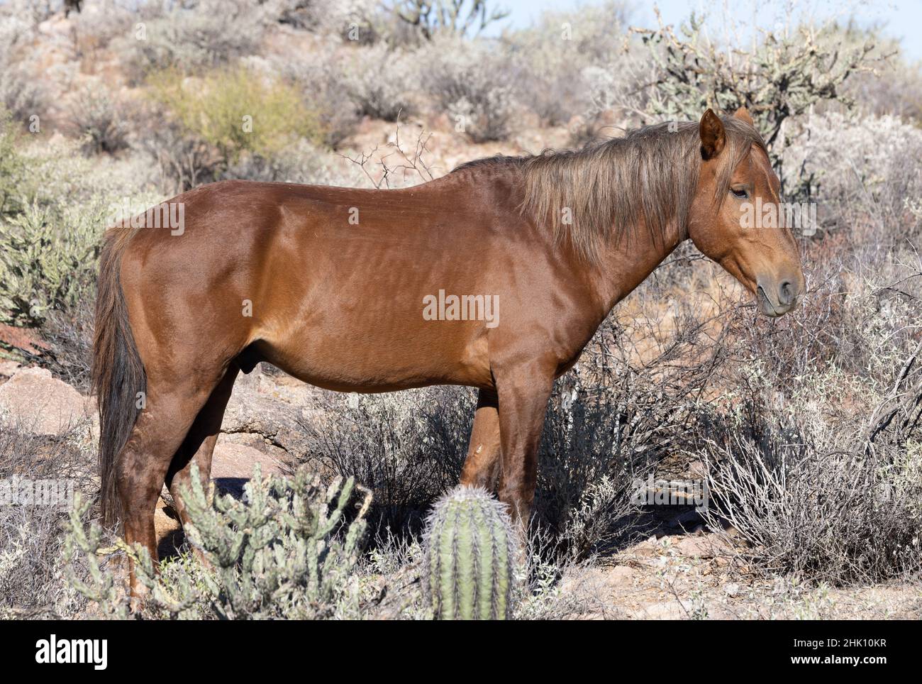 Wild Horses in the Arizona Desert Stock Photo - Alamy