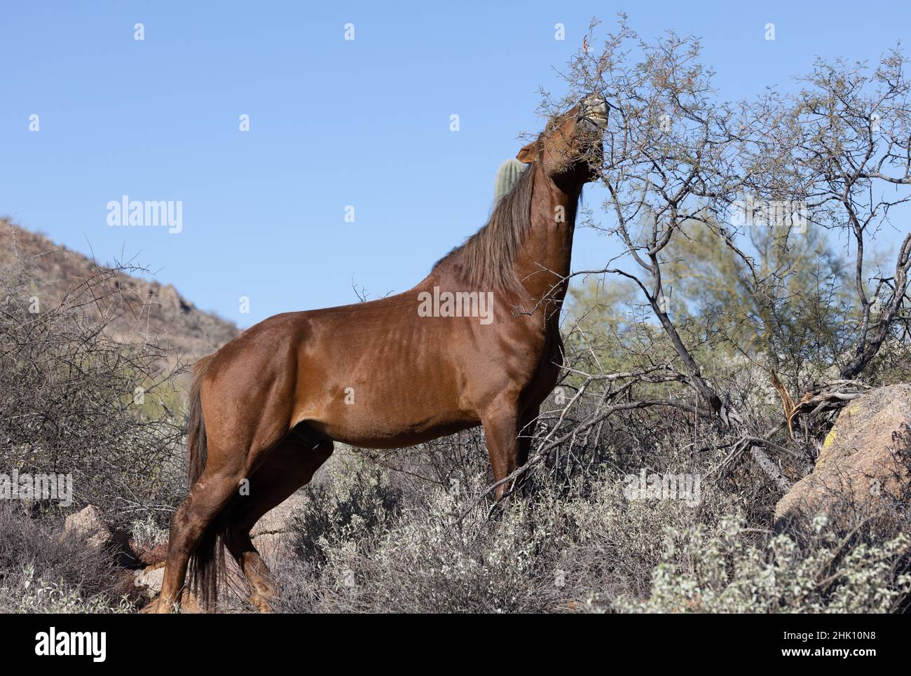 Wild Horses in the Arizona Desert Stock Photo - Alamy