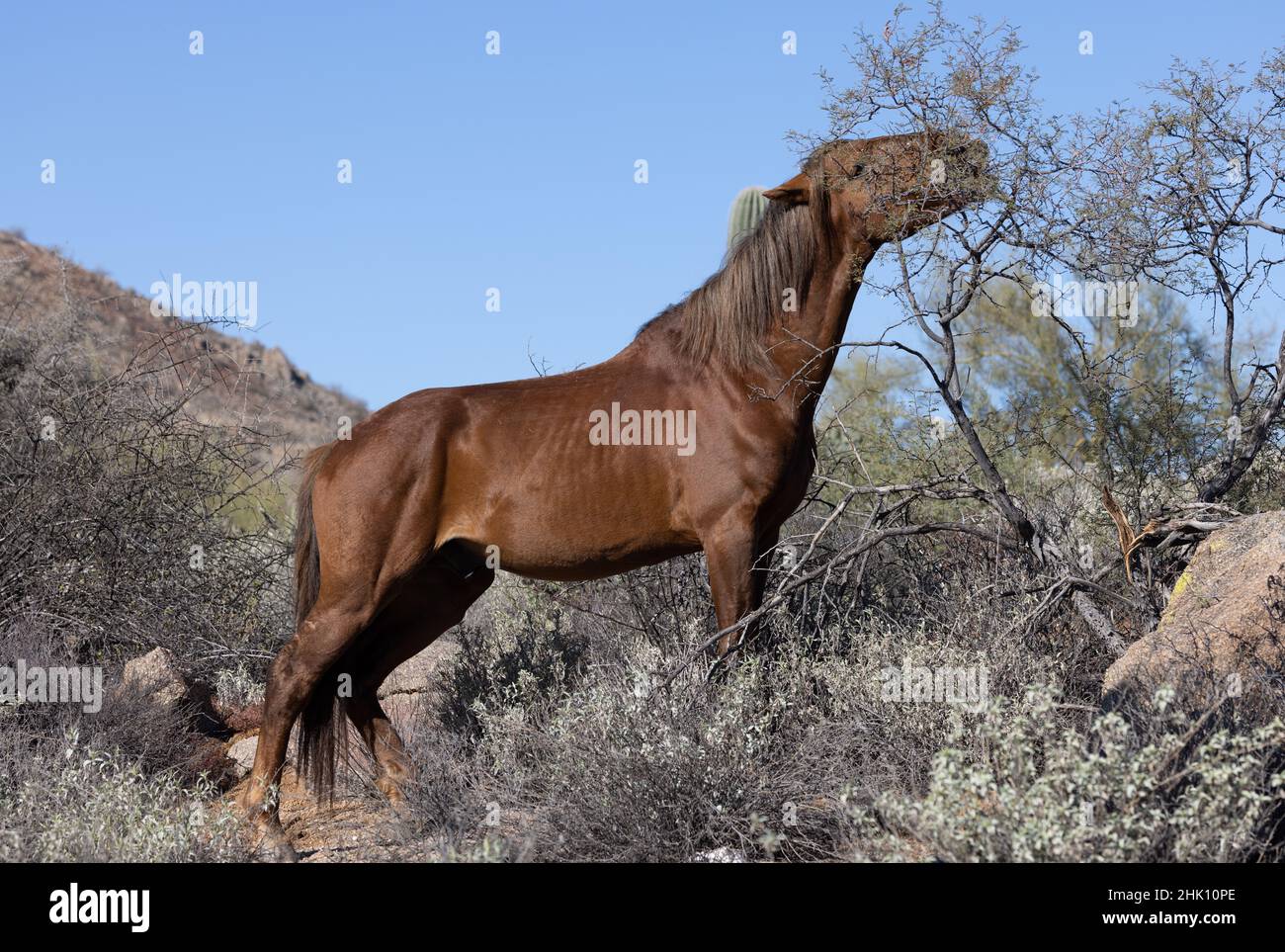 Wild Horses in the Arizona Desert Stock Photo - Alamy