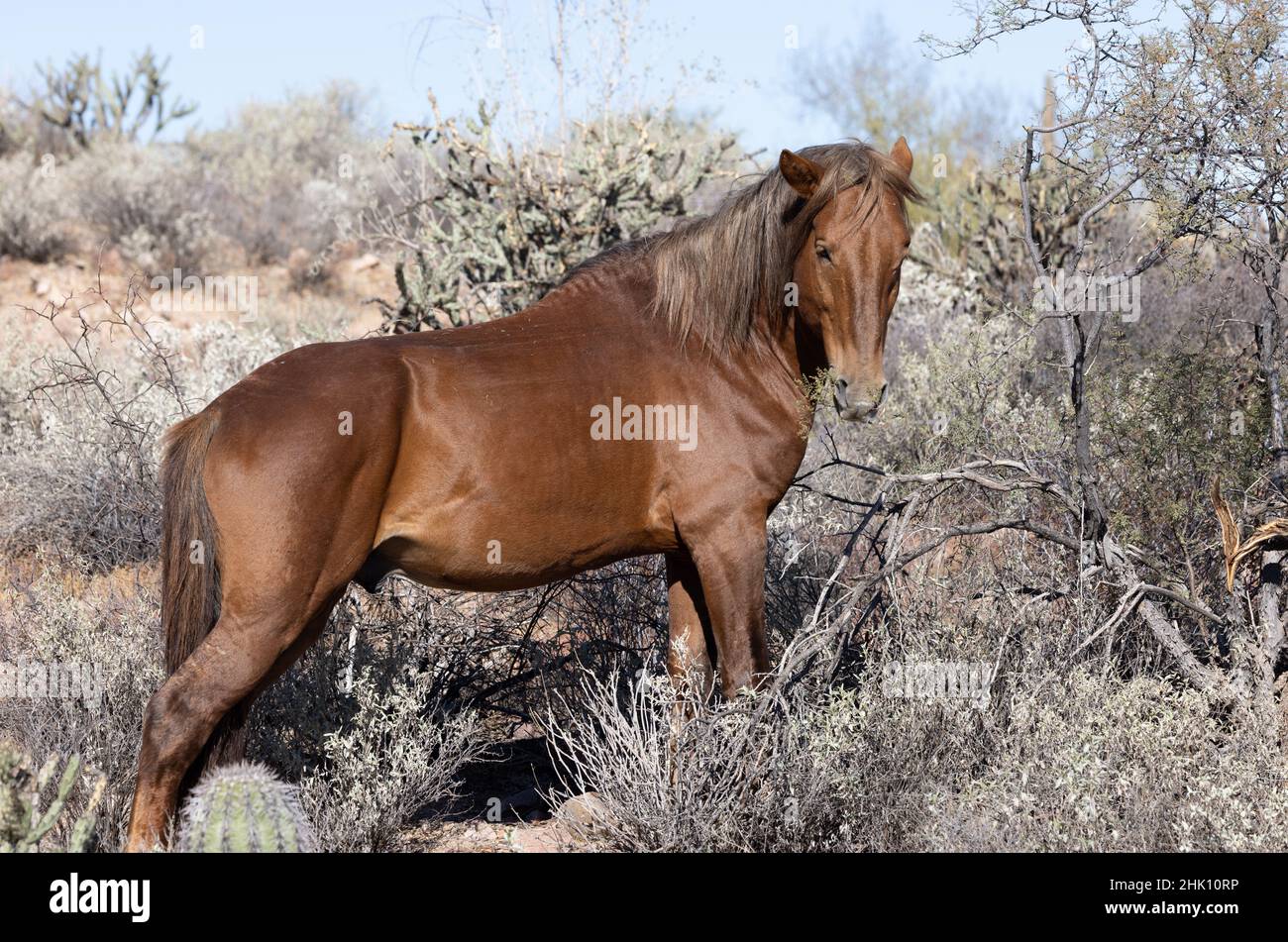 Wild Horses in the Arizona Desert Stock Photo - Alamy