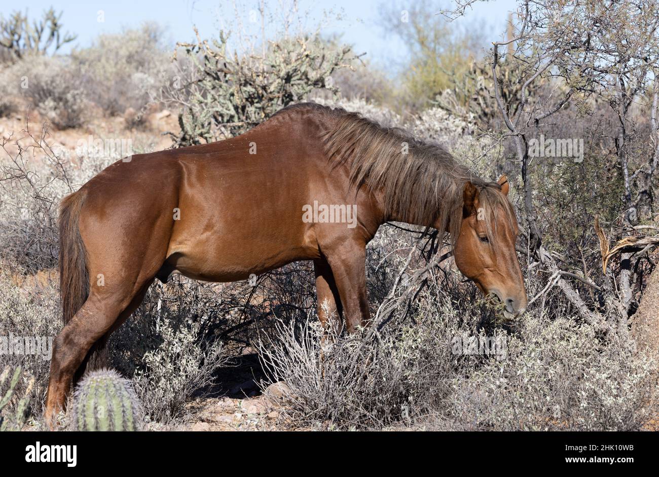 Wild Horses in the Arizona Desert Stock Photo - Alamy