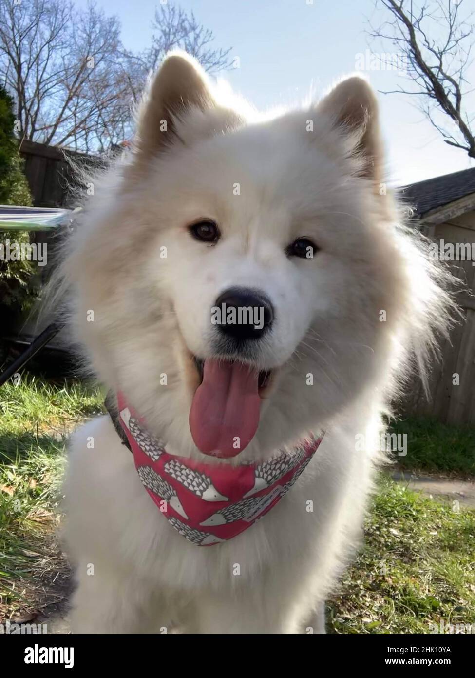 happy samoyed dog in bandana Stock Photo - Alamy