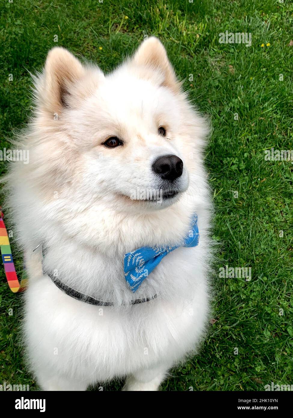 cute samoyed dog in bow tie Stock Photo - Alamy