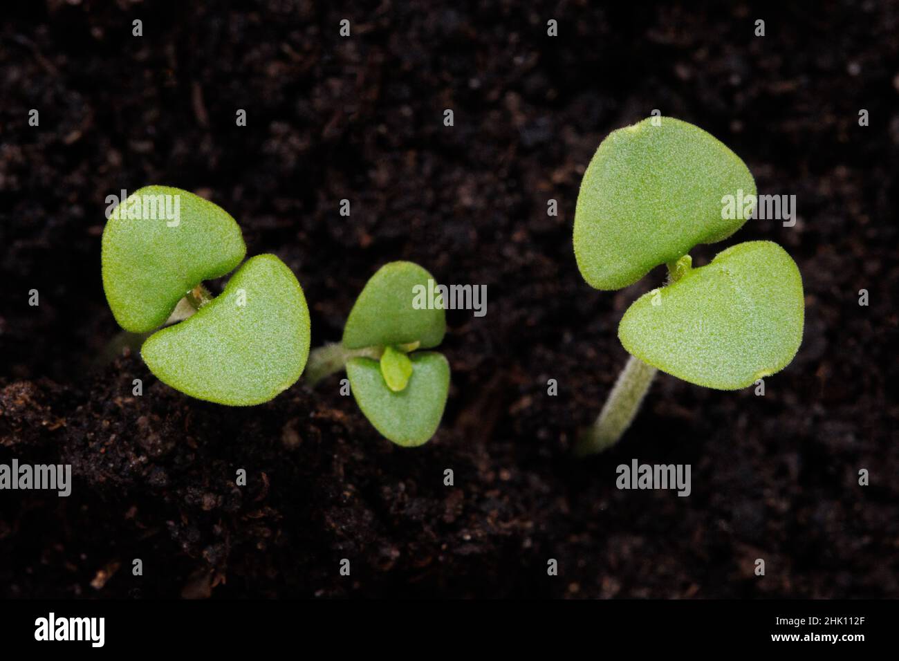 Sprouted sprouts from soil hi-res stock photography and images - Alamy