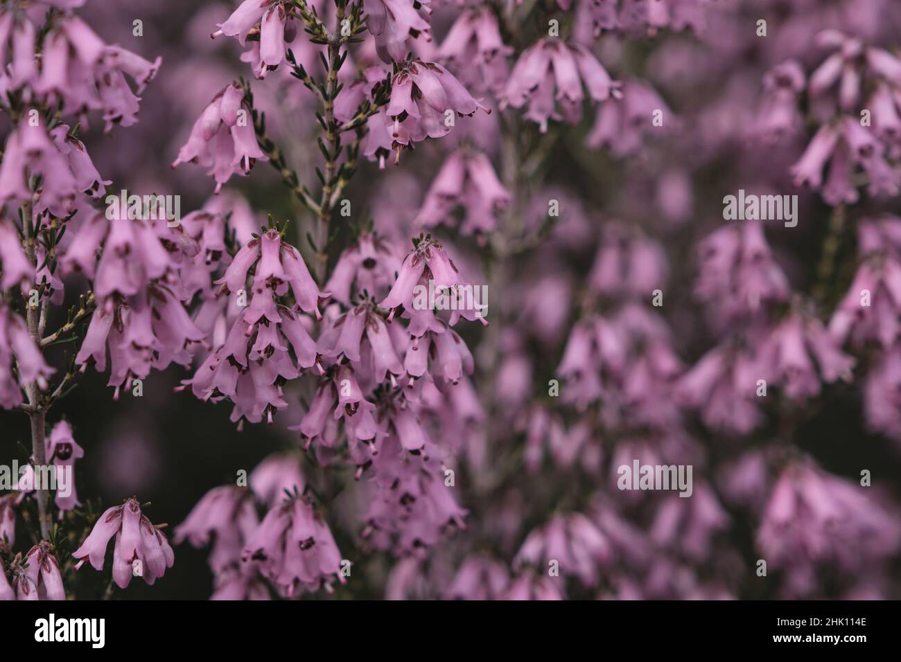 Detail of irish heath - Erica Erigenea - pink flowers blooming in ...