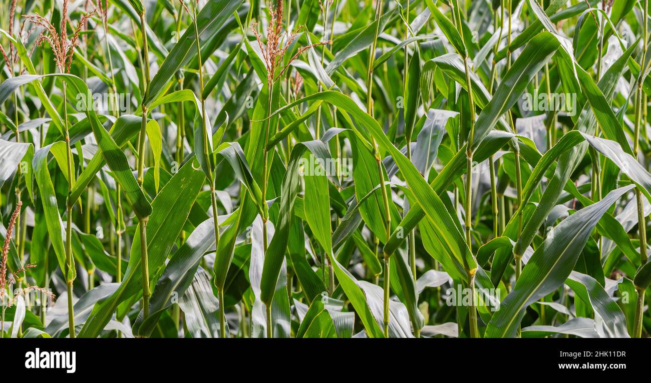 Corn field close-up in a farm. Green corn plants are growing, wide ...