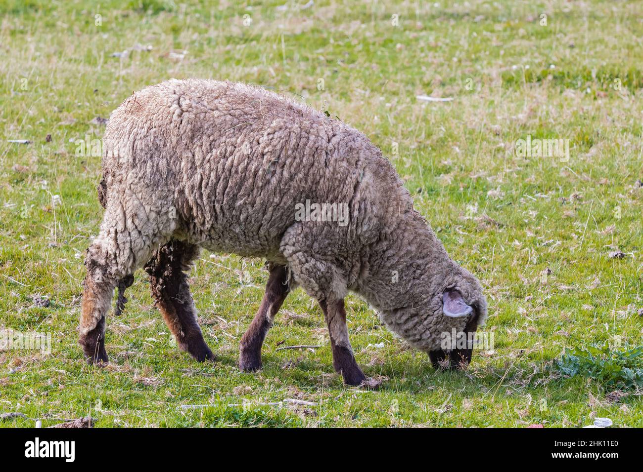 Cheep in farm with grass backgrounds. Cheep in grass field. Selective ...