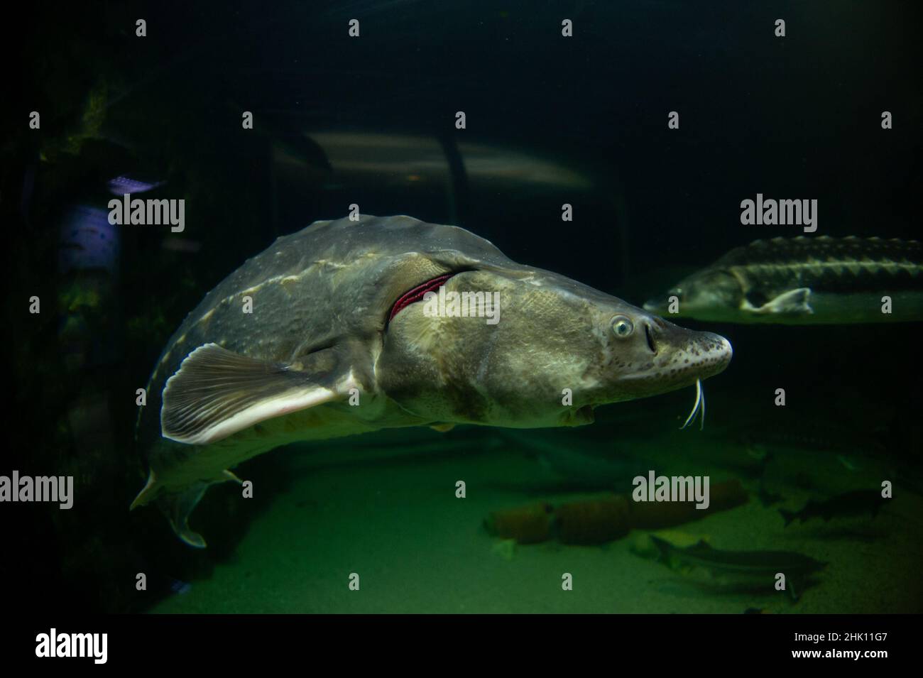 Sturgeon fish swimming hi-res stock photography and images - Alamy