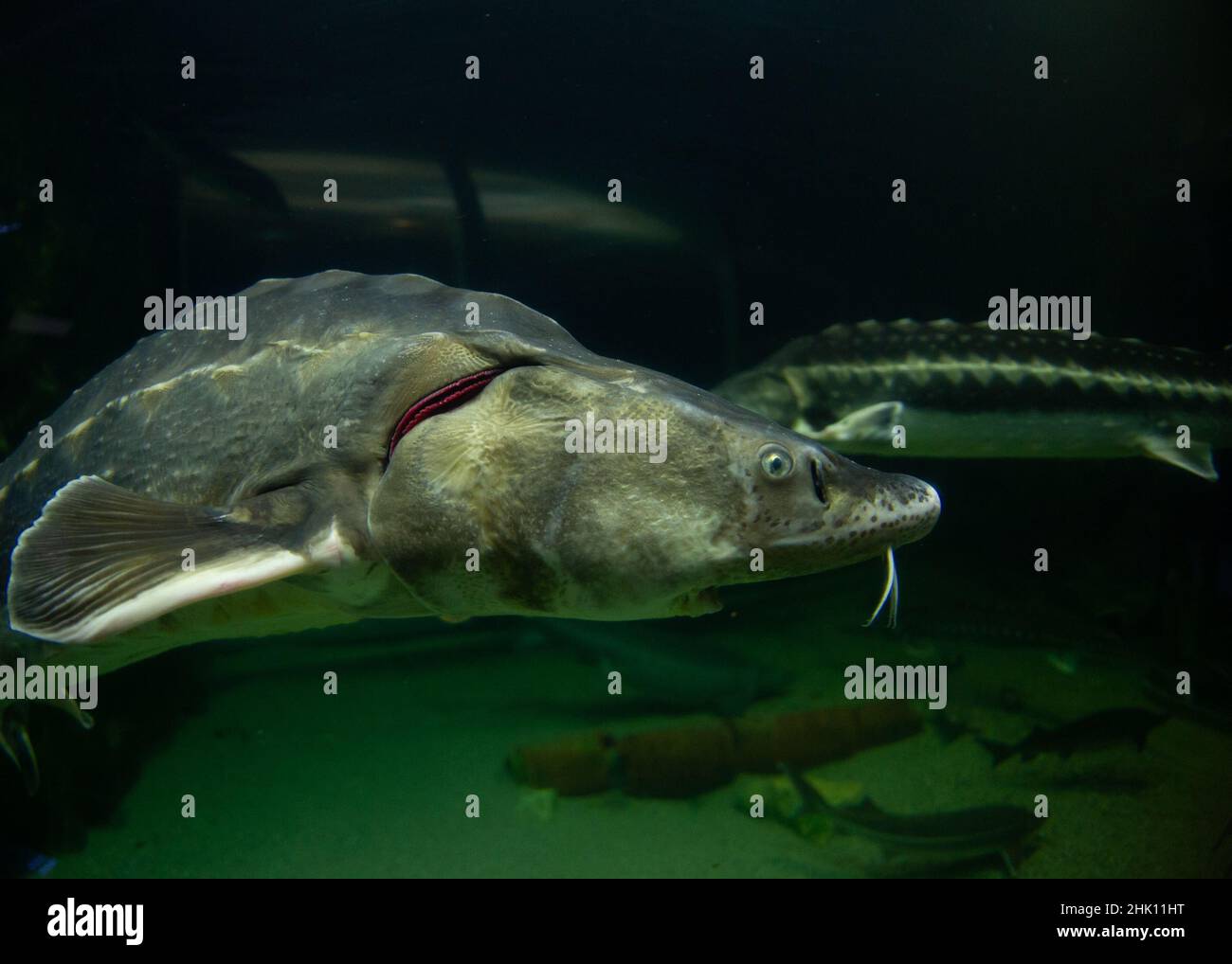 Sturgeon fish swimming hi-res stock photography and images - Alamy