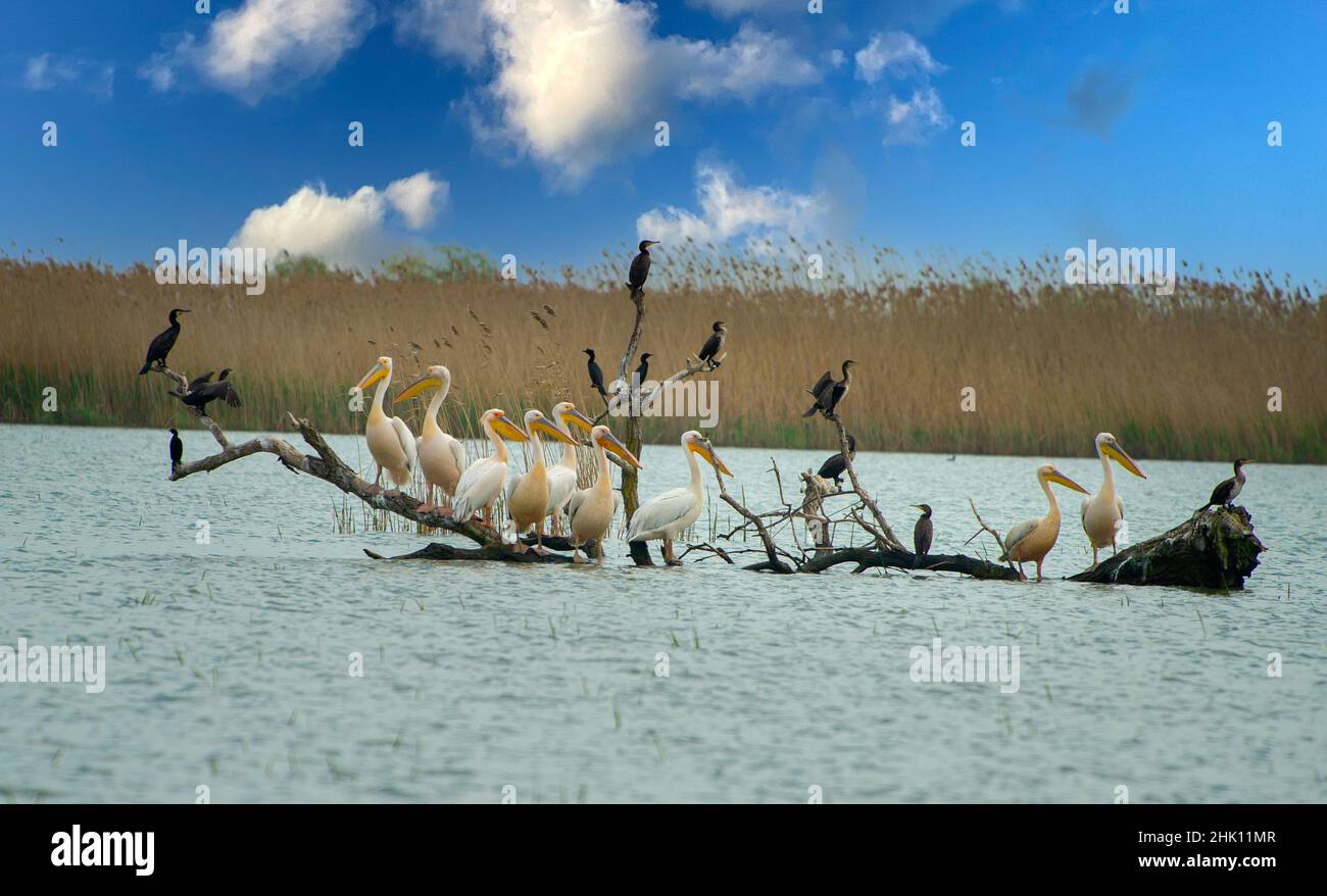 Pelican colony in the Danube Delta Stock Photo - Alamy