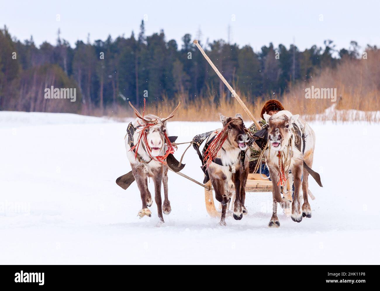 Reindeer herders racing on holiday. Shepherds competing in the speed of ...