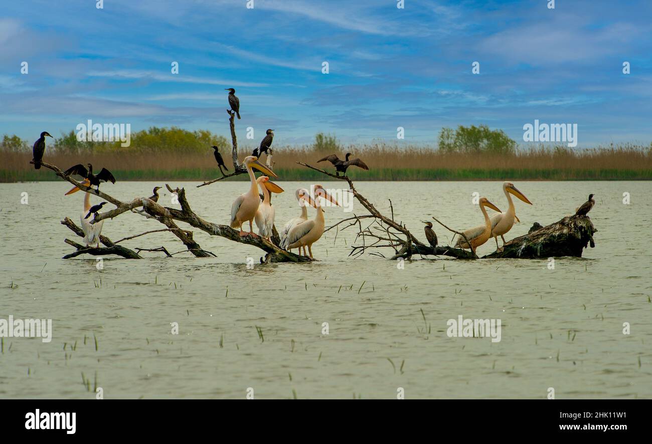 Pelican colony in the Danube Delta Stock Photo - Alamy
