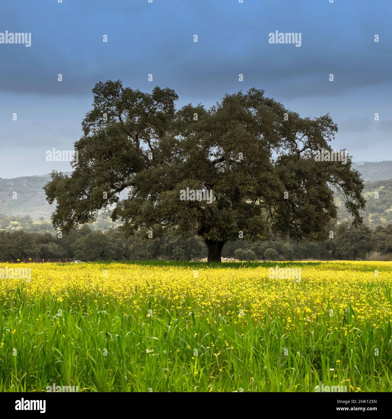 Tree in a wild field of Portugal Stock Photo - Alamy