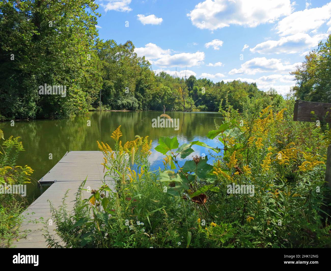 Yellow marsh dock hi-res stock photography and images - Alamy