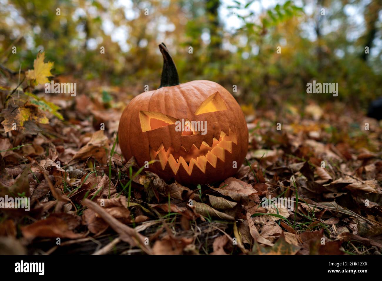 Halloween scary pumpkin in autumn forest Stock Photo - Alamy