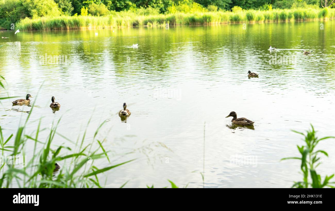 Ducks and other waterfowl swim on a pond in South Park, Kaliningrad ...