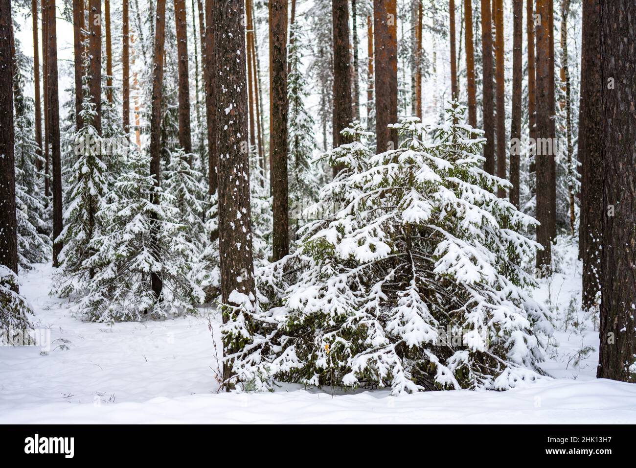 Mantle of snow hi-res stock photography and images - Alamy